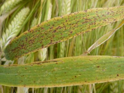 RAMULARIA | Proquimur